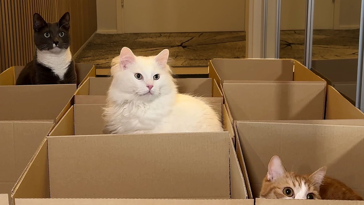 Cats vs Boxes - YouTube