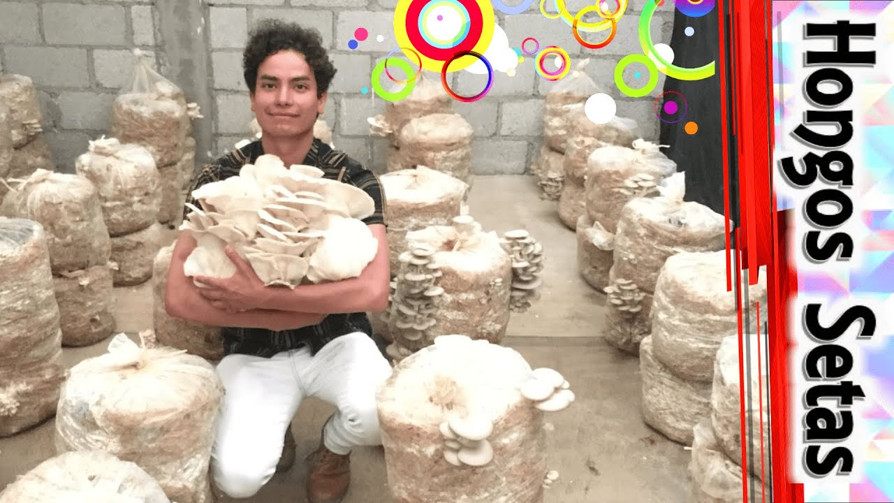 Excelente Cosecha de Setas | Cuidados + Importantes 🍄 - YouTube