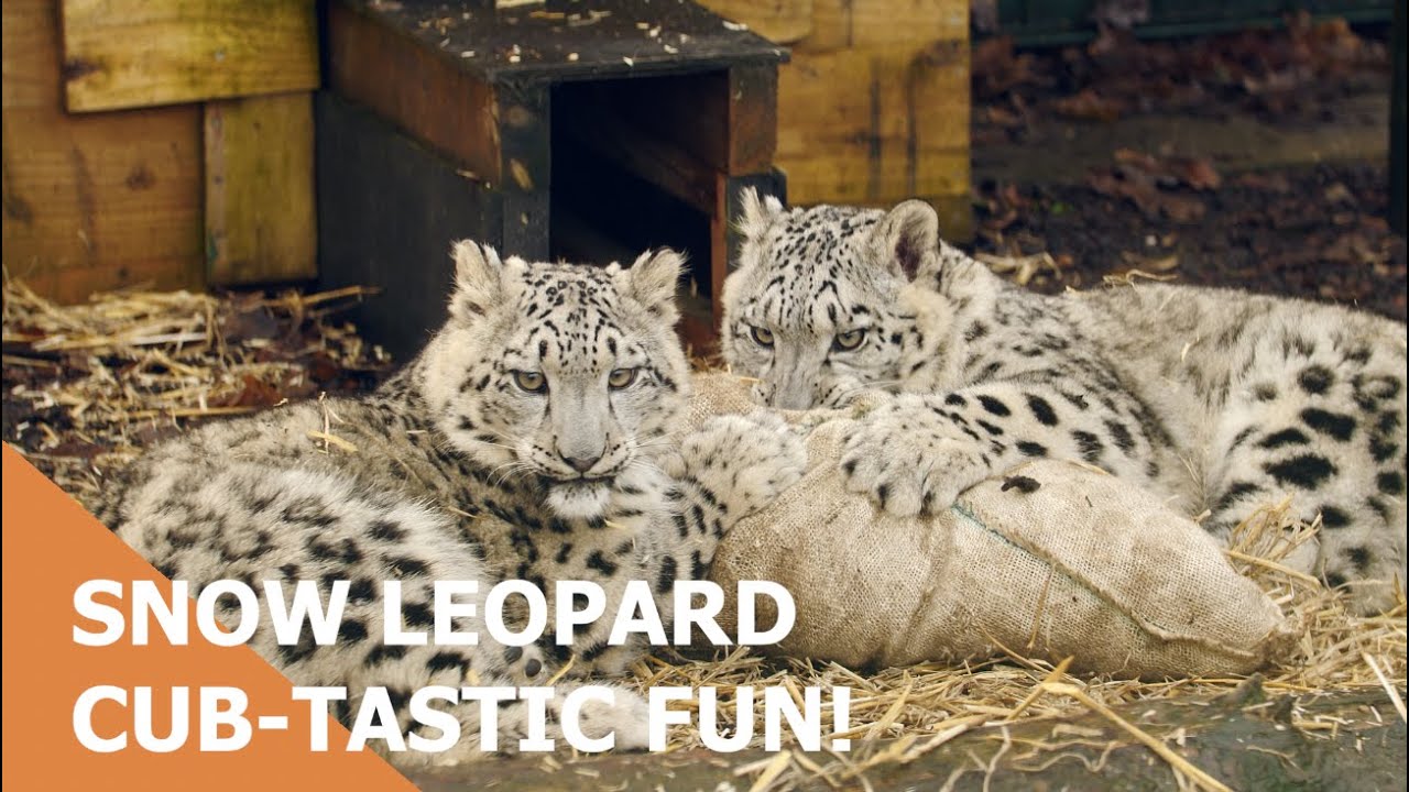 Snow leopard cub-tastic fun! - YouTube