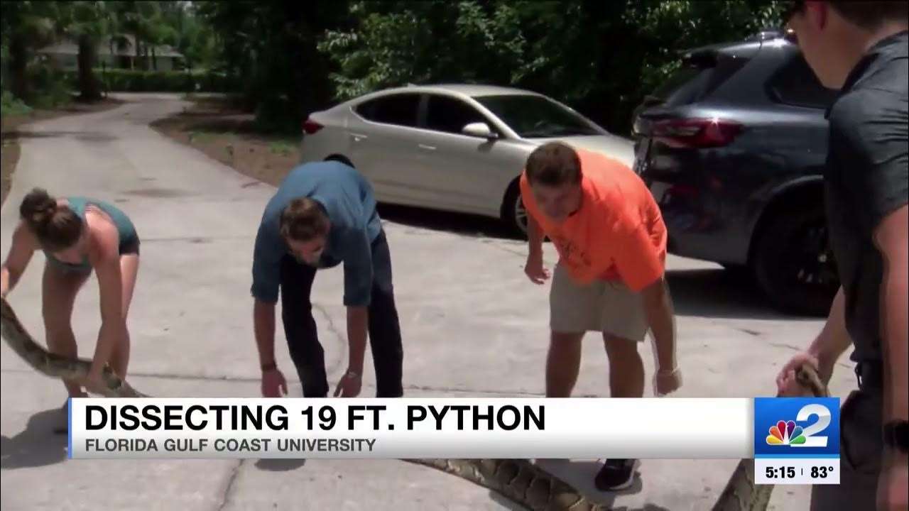 Record-breaking 19-foot python dissected by FGCU - YouTube