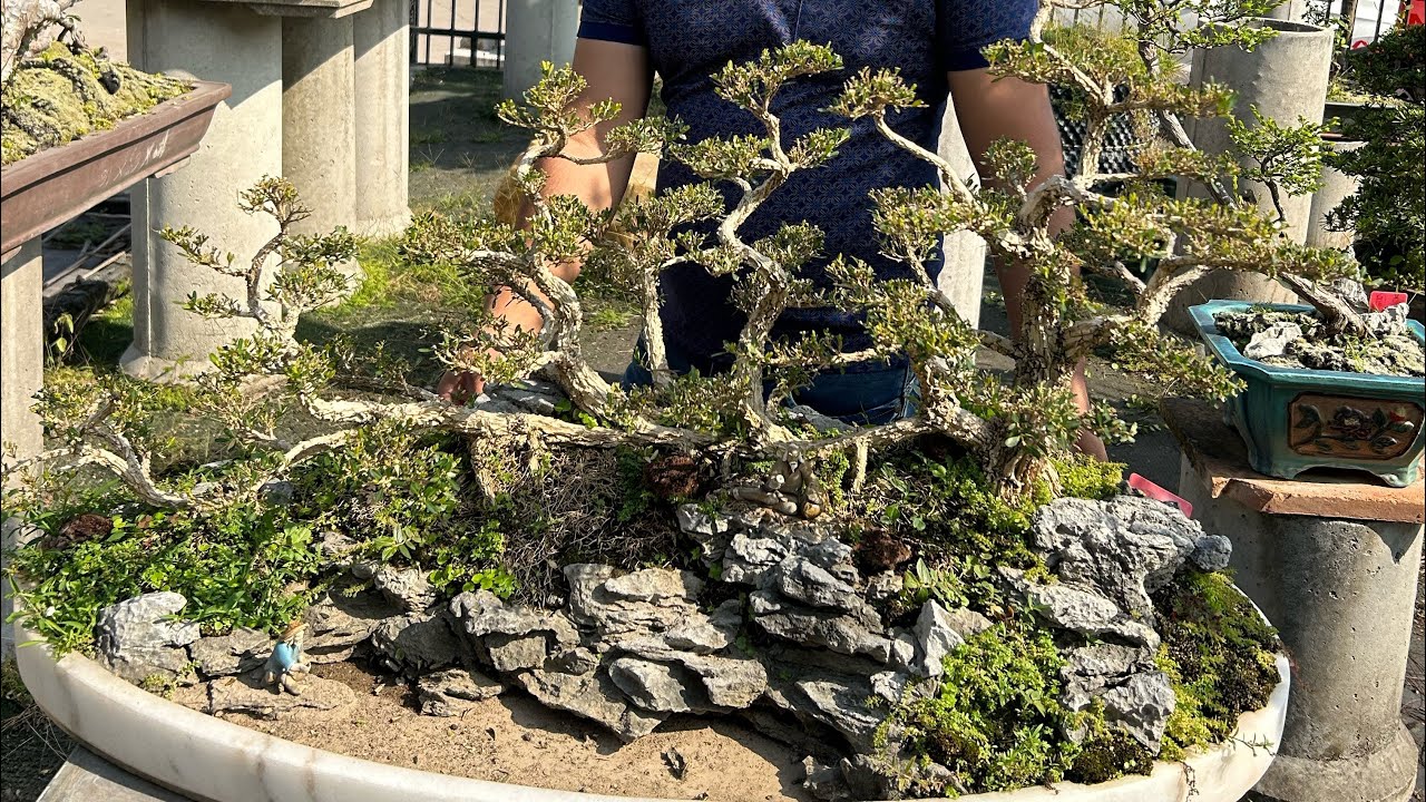 Making of Bonsai penjing part 7 - YouTube