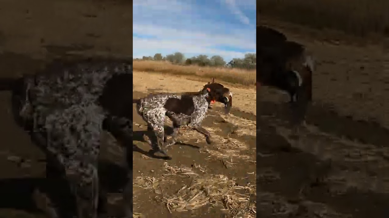 Pheasant Hunting with a GSP - YouTube