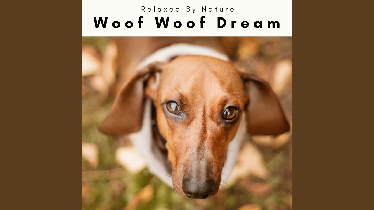 Vivid Dog Dreams Vibe - YouTube