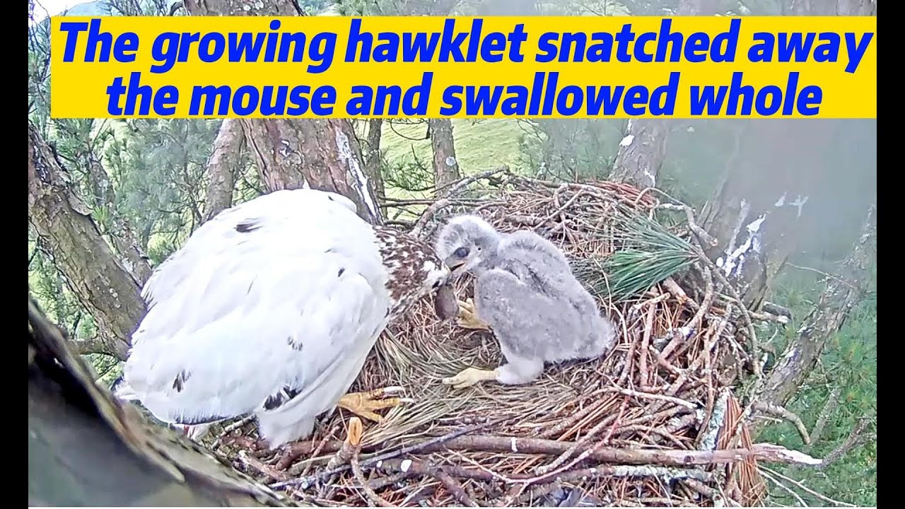 The growing hawklet snatched away the mouse and swallowed whole! #red ...