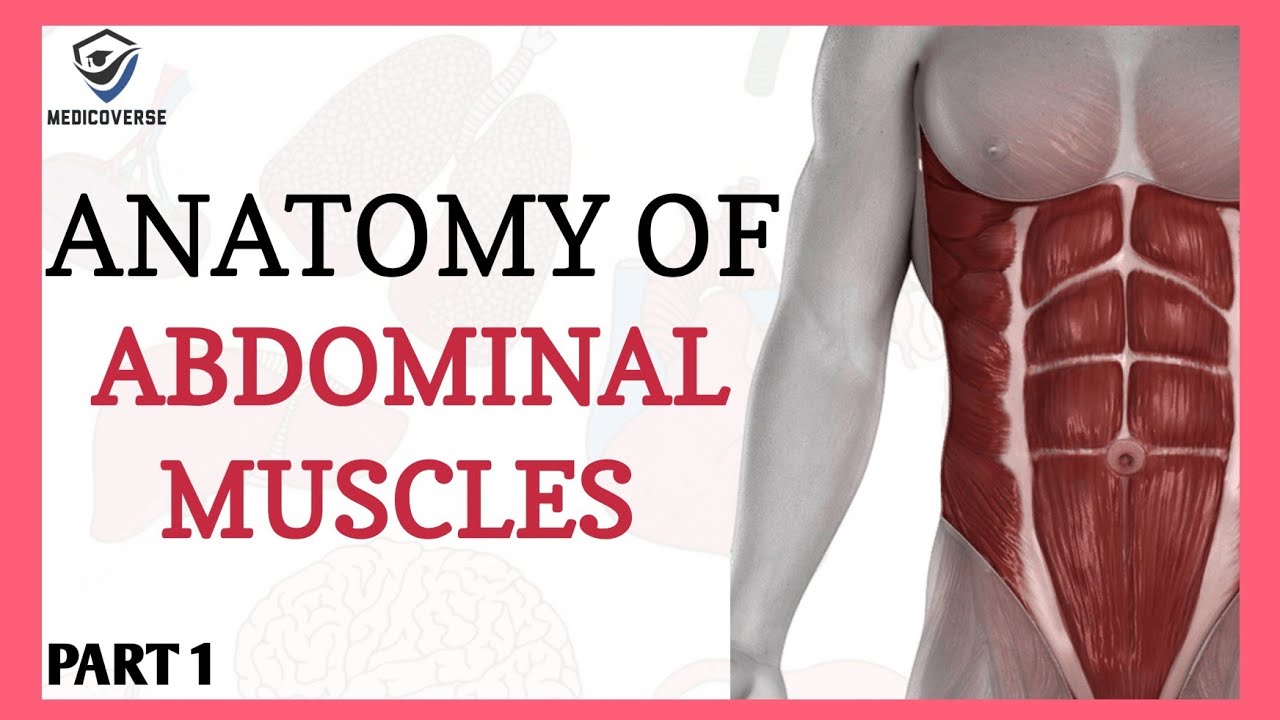 Muscles of abdomen | Origin , Insertion and Action | Part 1 - YouTube