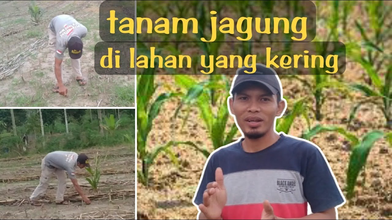 cara tanam jagung di musim kemarau | agar tetap tumbuh optimal - YouTube