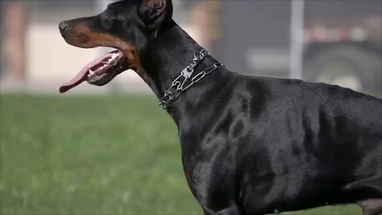 K9 music video||down with the trumpets - YouTube