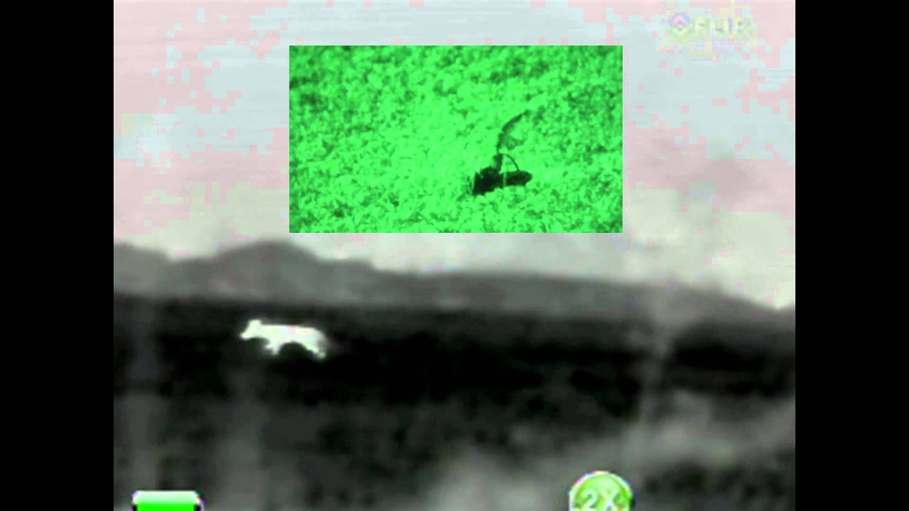 Night Vision and Thermal Predator Hunting with Predator Revenge ...