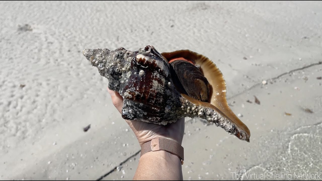 Episode 54: Fill your shell bag with treasures and memories! An EPIC ...