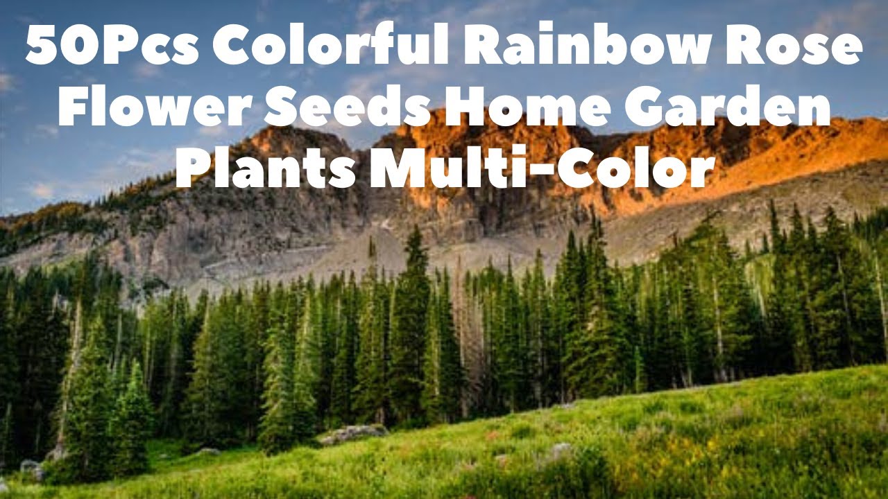 50Pcs Colorful Rainbow Rose Flower Seeds Home Garden Plants Multi Color ...