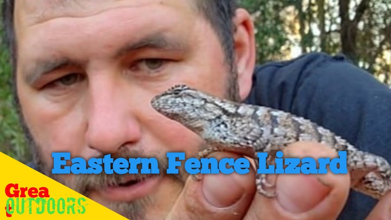 Catching a Eastern Fence Lizard - YouTube