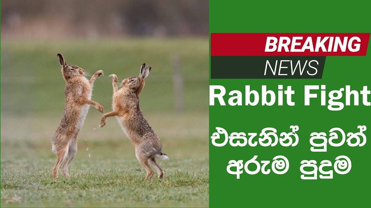 Unbelievable Rabbit Fight - අරුම පුදුම හා සටන - YouTube