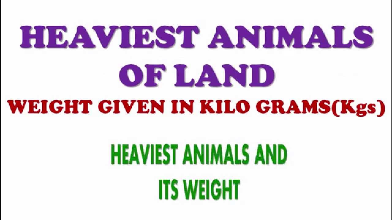 TOP 10 HEAVIEST LAND ANIMALS- WEIGHT OF THE ANIMALS IN KILO GRAMS - YouTube