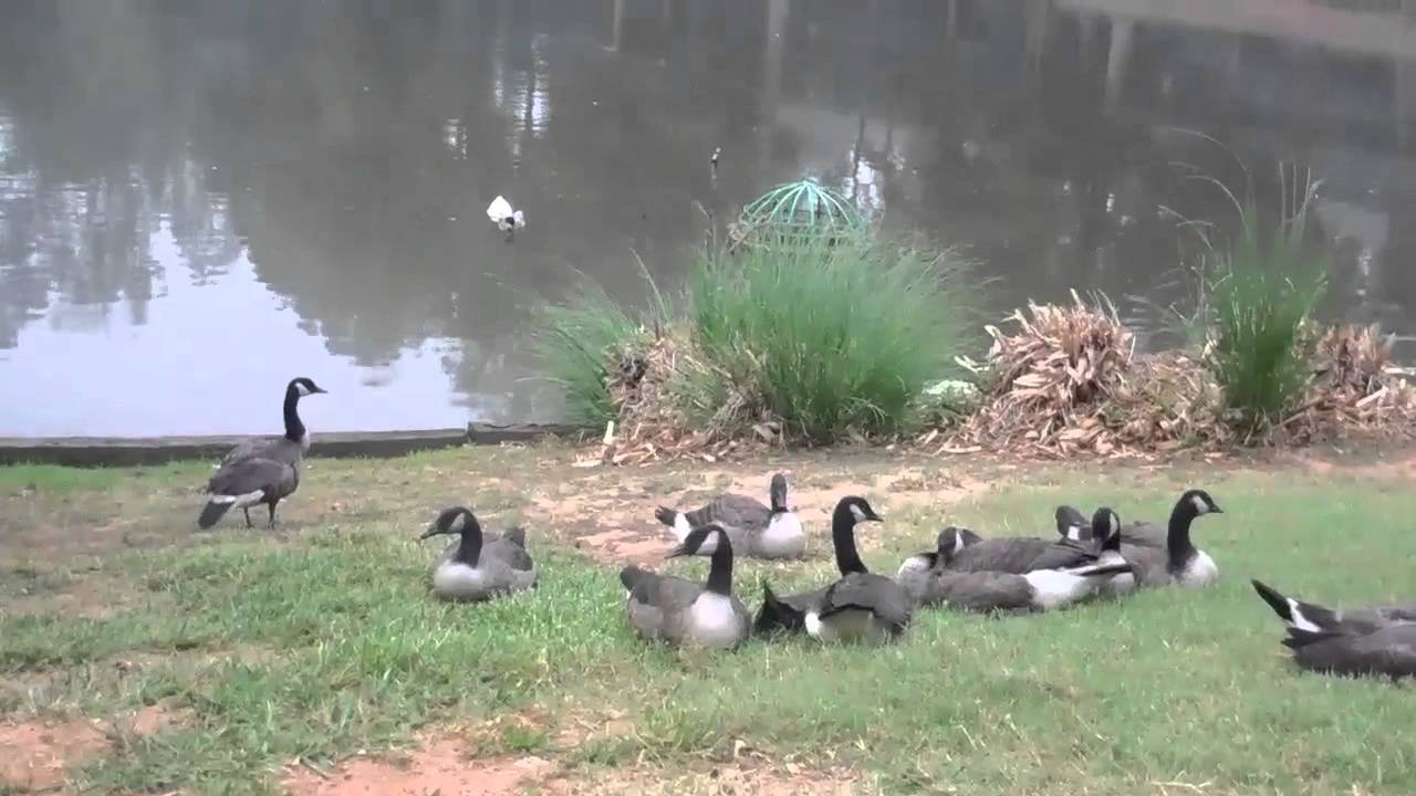 Geese in Huntington Downs, Greenville SC - YouTube