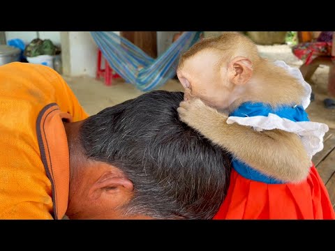 ASMR Monkey Zueii Grooming Compilation of Clips