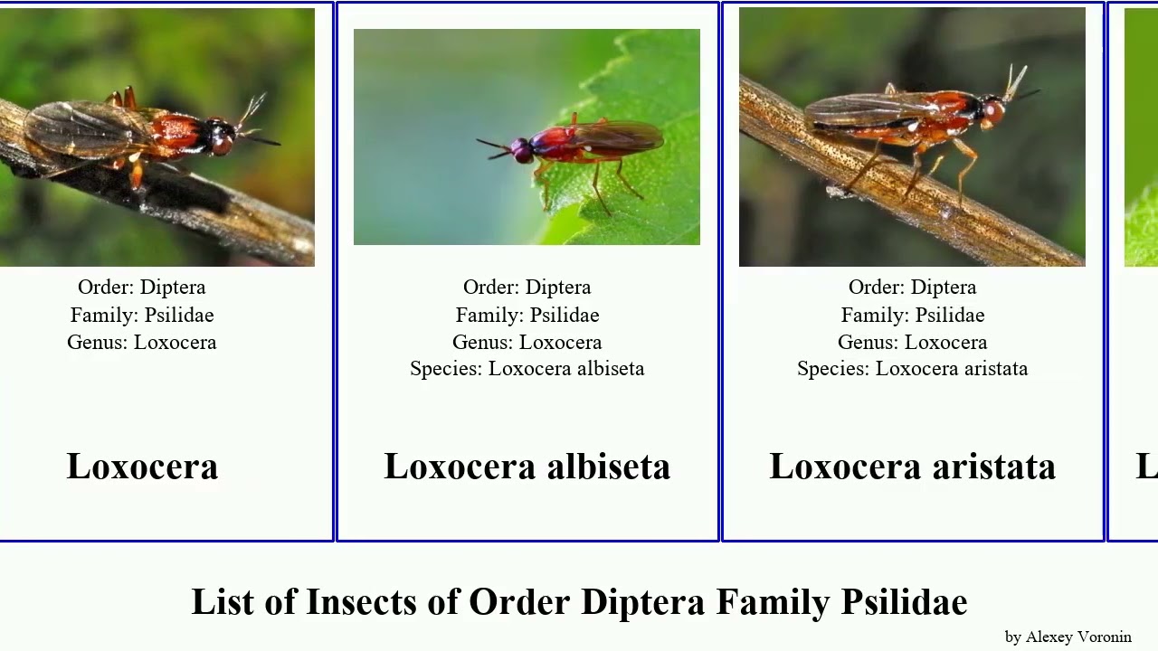 Diptera Families