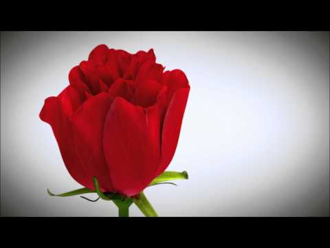 Blooming Rose Animation