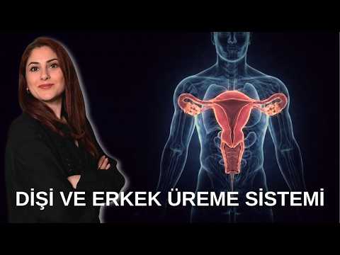 25) Dişi ve Erkek ÜREME SİSTEMİ (AYT 2026)