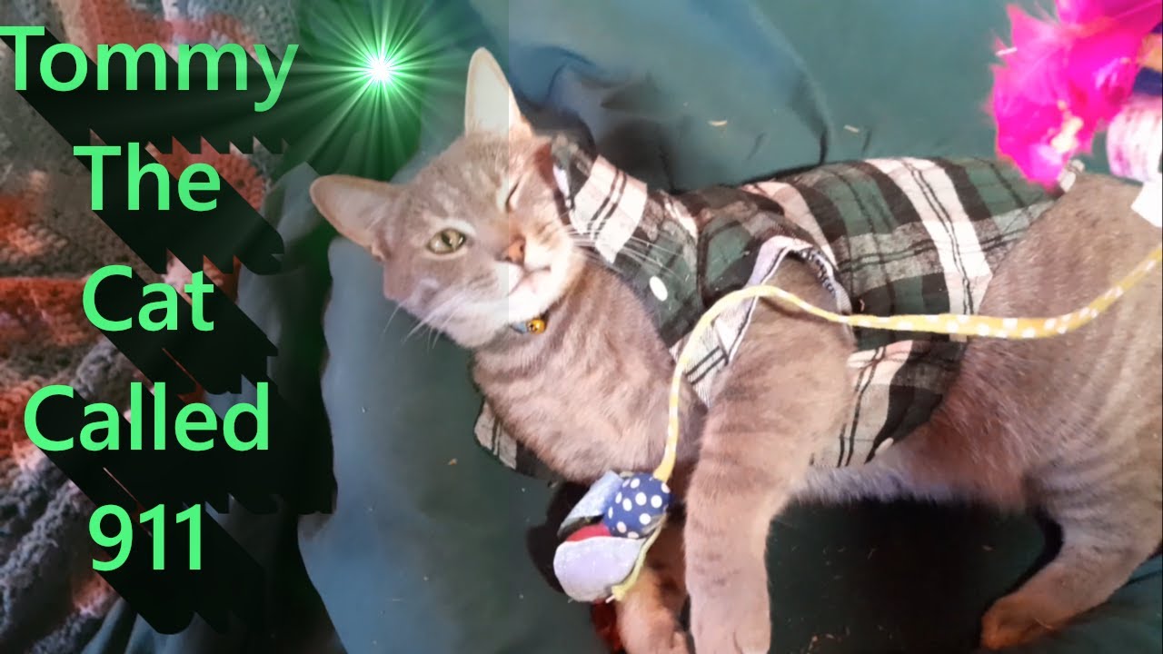 Tommy The Cat Called 911 - YouTube
