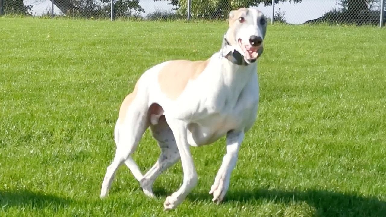 Joyful greyhound running full speed. He can't be stopped! - YouTube