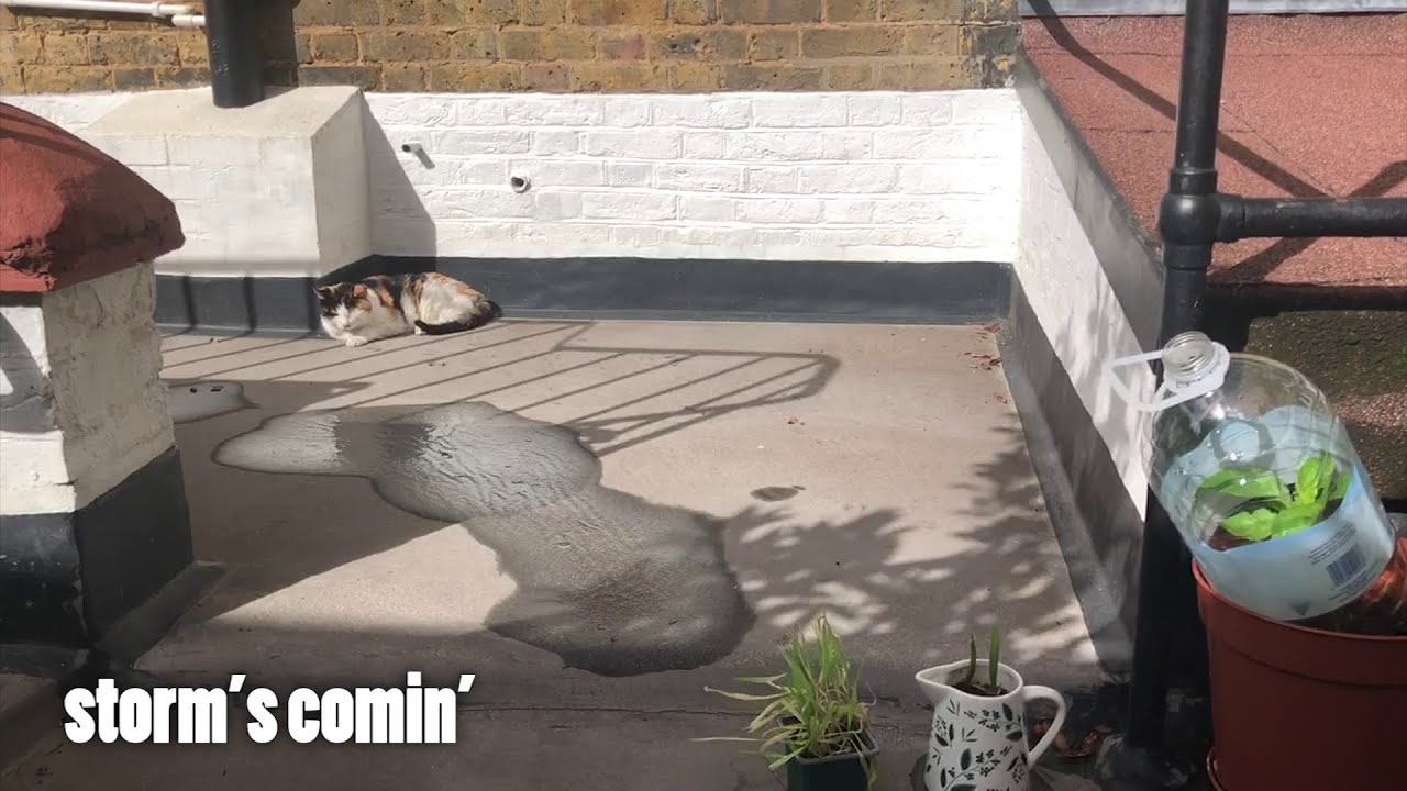 Monkey's storm warning! #timelapse video on a stormy day - YouTube