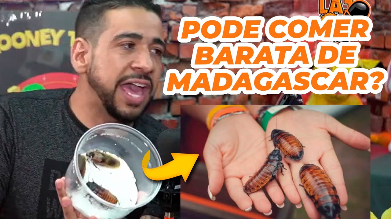 É POSSÍVEL CRIAR BARATA? | Veterinário Alex no Tomalicast - YouTube
