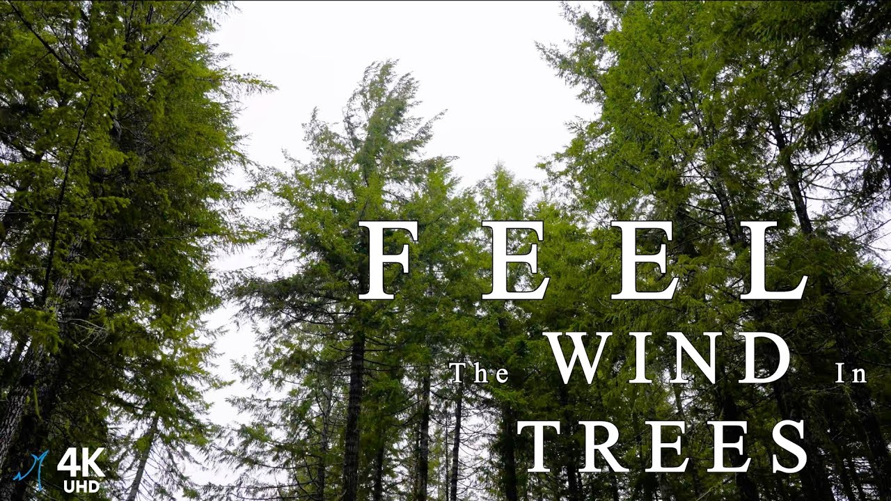 The Sounds of Wind And Rain In Trees. Relax To A Storm Rushing Through ...