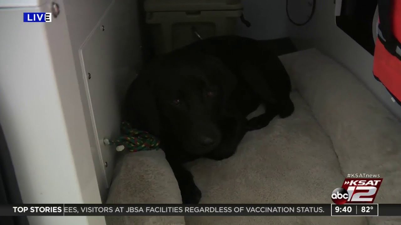 WATCH: RJ Marquez introduces K-9 Labrador “Roe” from Bexar County Fire ...