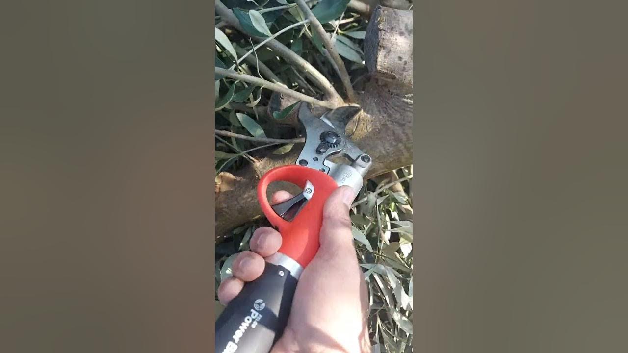 Felco 822 hp+ cutting into olive hardwoods - YouTube