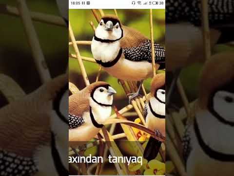 Qeyri adi quwlar coox gozeldiler  gozunuz gozellikler gorsun🙏🙏🙏🙏🙏🤗💕💕💕💕💞💞💓💓👍