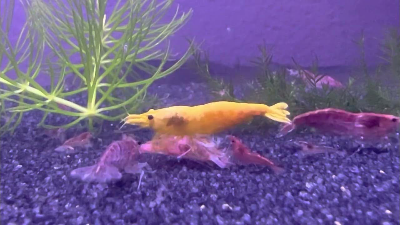 Shrimp 🦐 Youtube