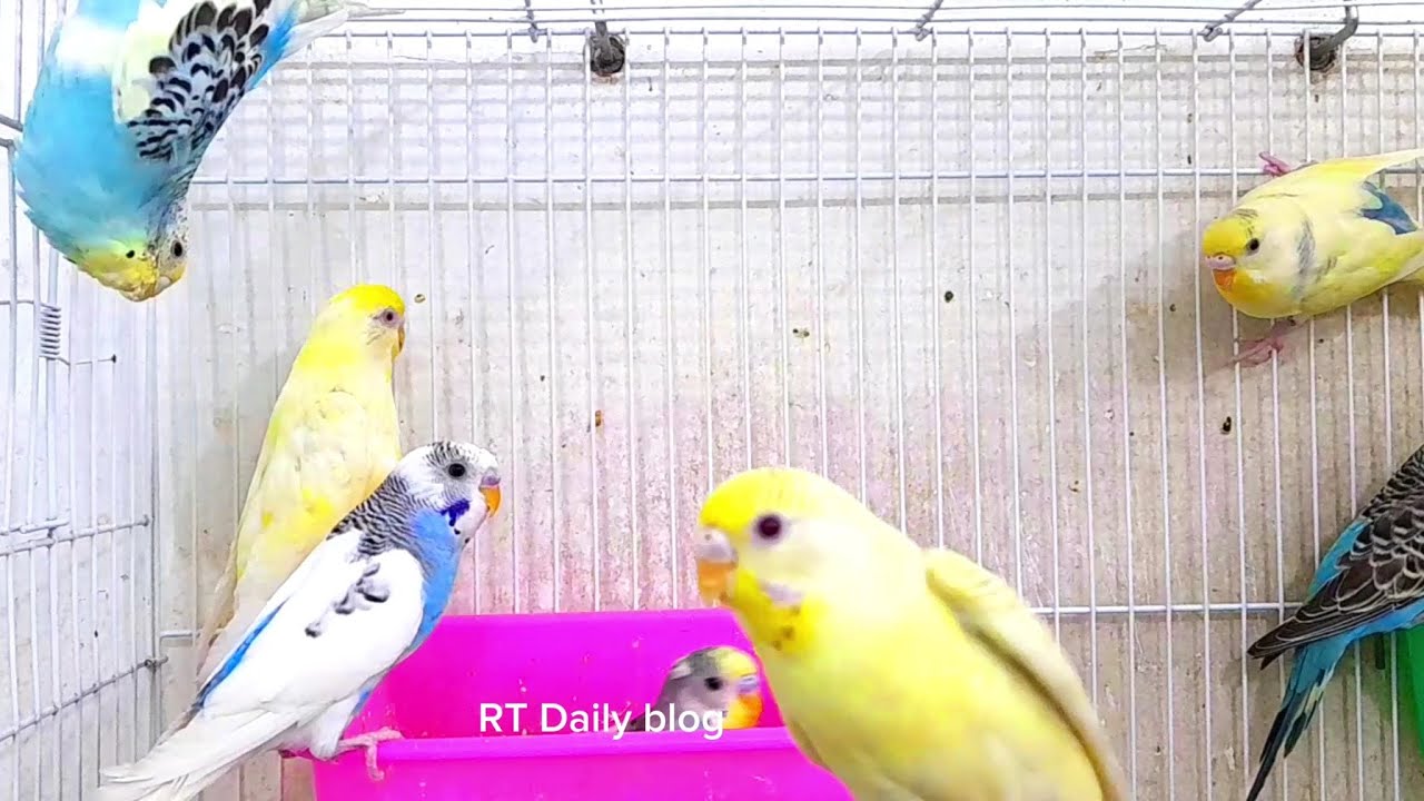 Methods of keeping birds in cages /budgies birds natural sound /real ...