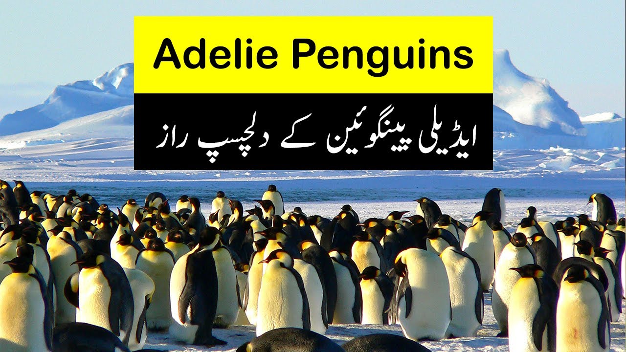 Adelie Penguins in Antarctica | interesting facts about adelie penguins ...