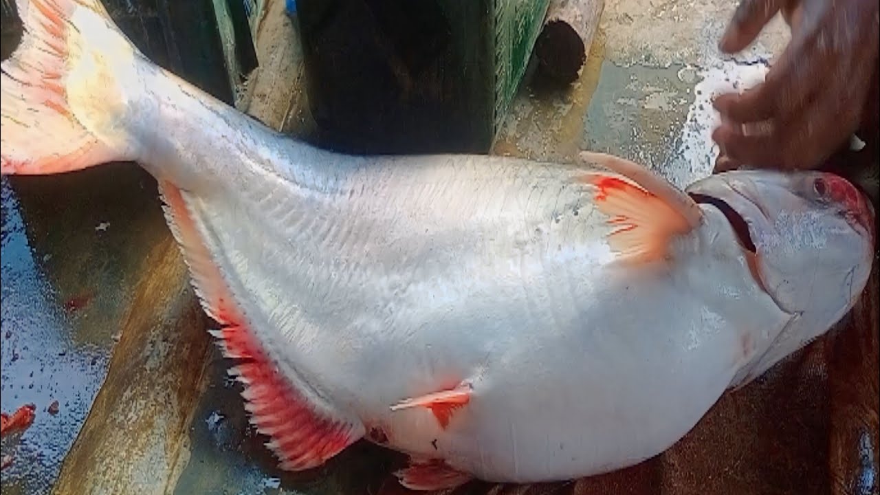 Amazing New Style Cutting Big Pangas Fish || Monster River Pangas Fish ...