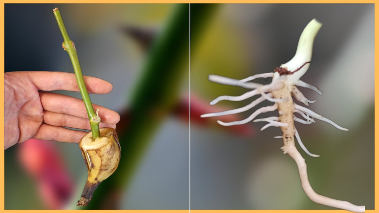 Rose/ Banana natural rooting hormone/How to grow rose from cutting ...