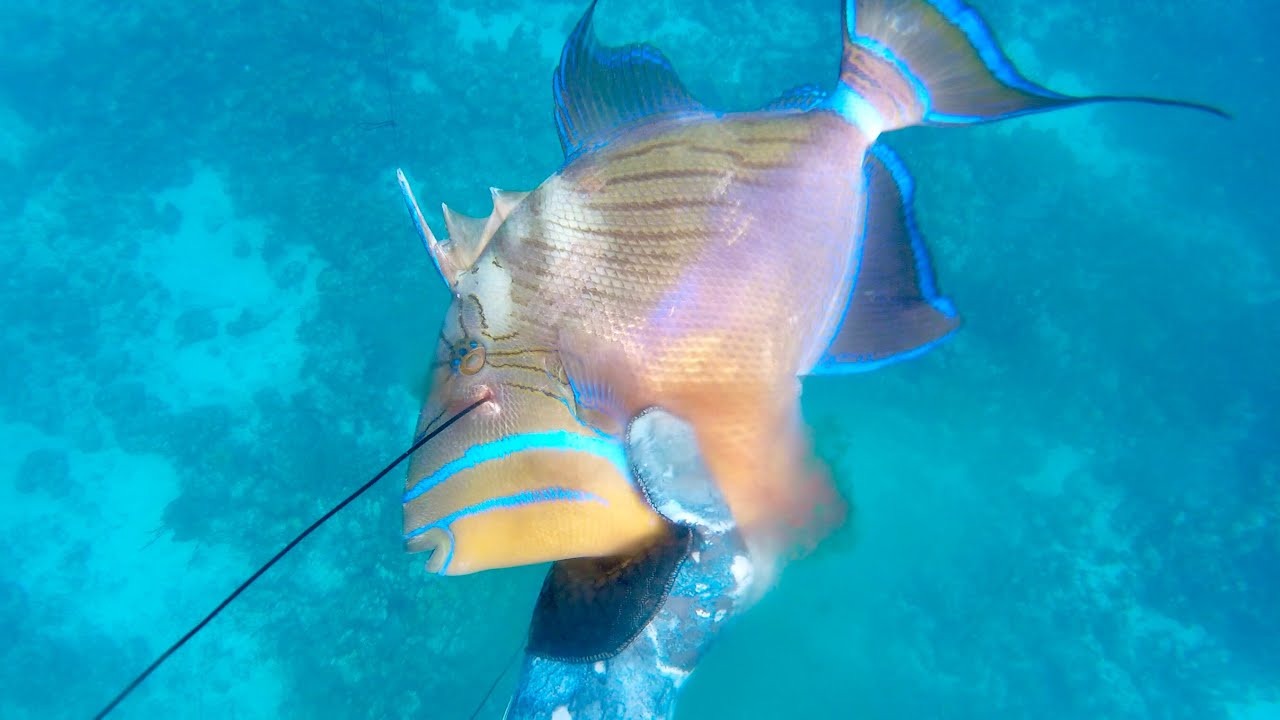 Spearfishing at Buck Island 🌴 USVI - YouTube