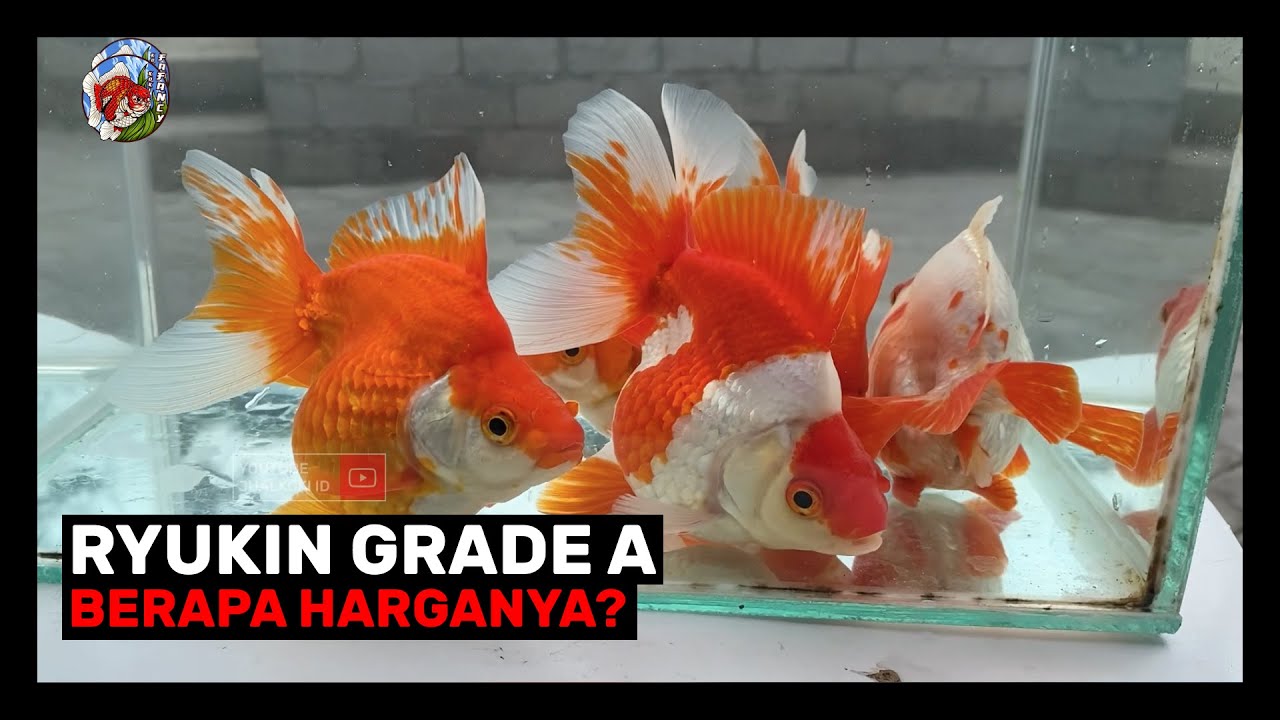 UNTA BERENANG!!!! Review Ikan Mas Koki Ryukin Red White Punuk Unta ...