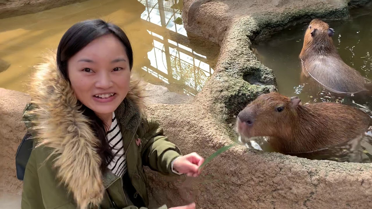 Capybara feeding at Kobe animal kingdom 2 - YouTube