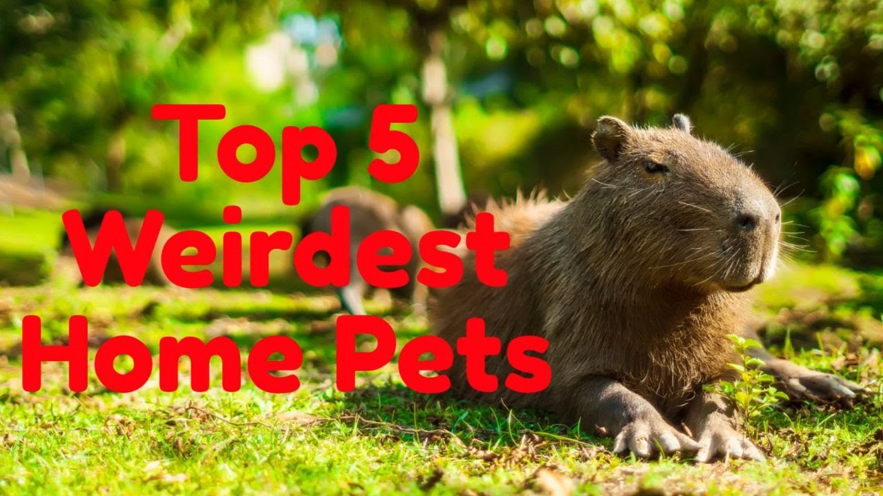 Top 5 Weirdest Home Pets - YouTube