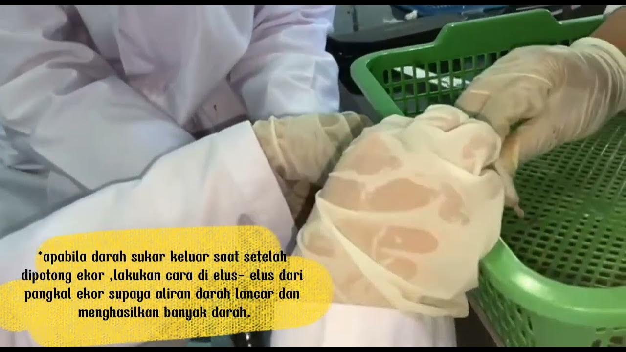 Praktikum Farmakologi I _ Cara pengambilan sampel darah pada ekor mencit #universitasBengkulu ...