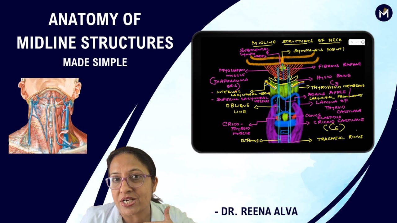 Midline structures of neck - Made simple - YouTube