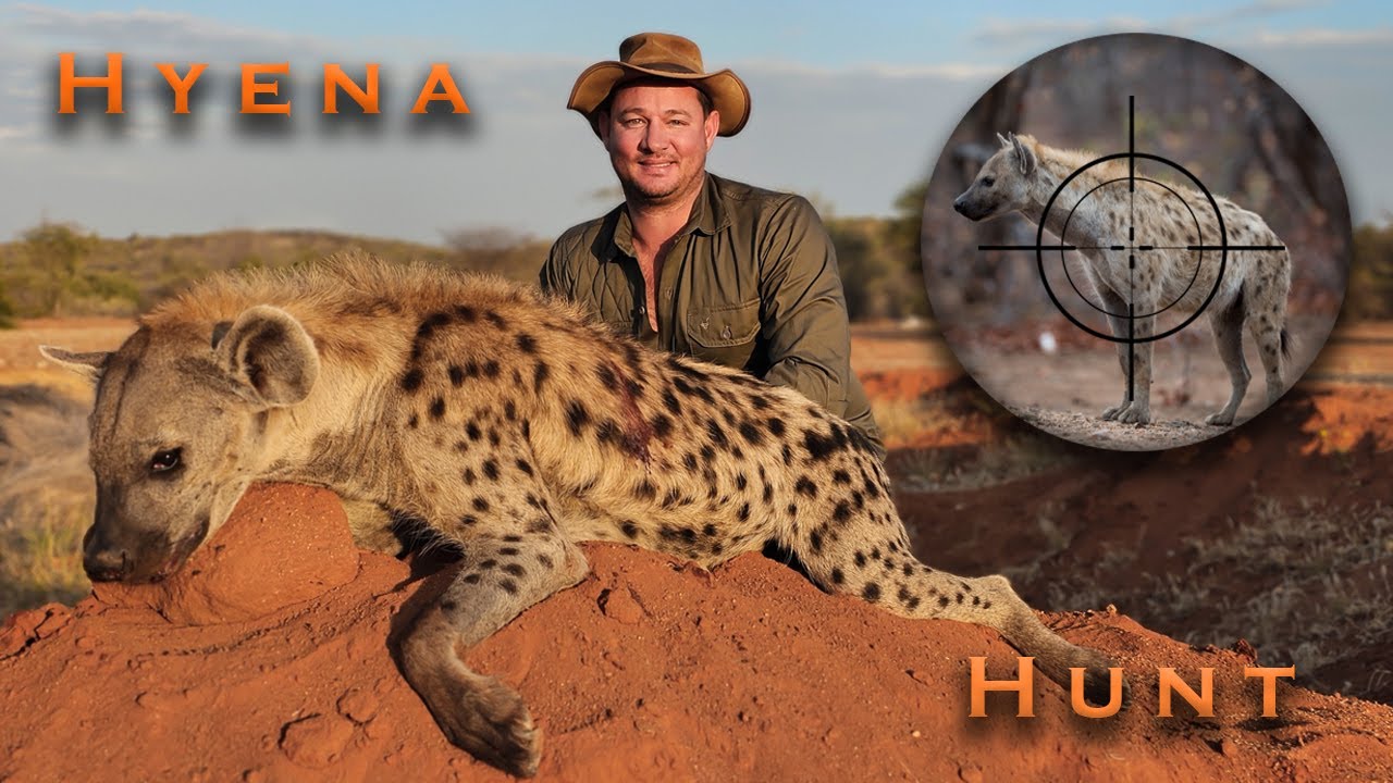 Hunting Spotted Hyena, Kunene Namibia Adventure - Hyena! #hyena # ...