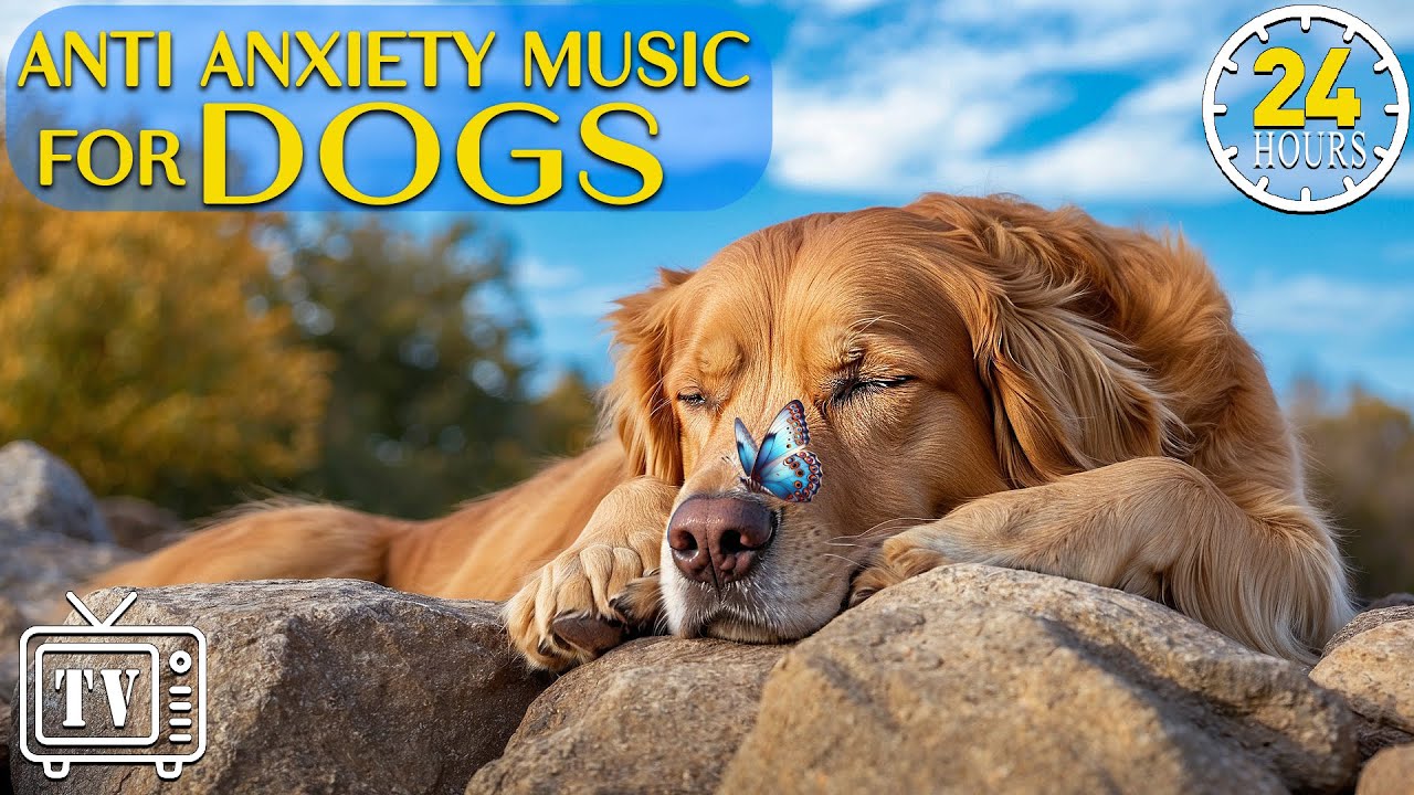 24 Hours of Calming Music for Dogs with Separation Anxiety: Best Deep ...