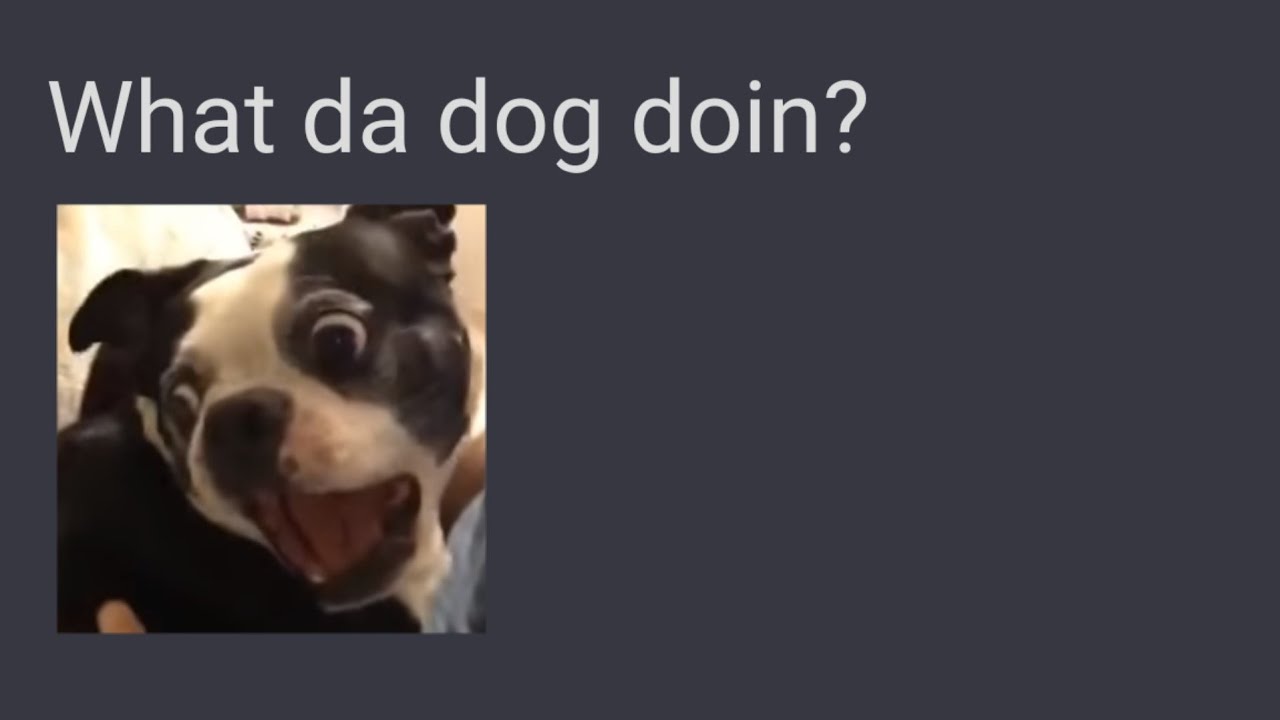 What Da Dog Doin? - YouTube