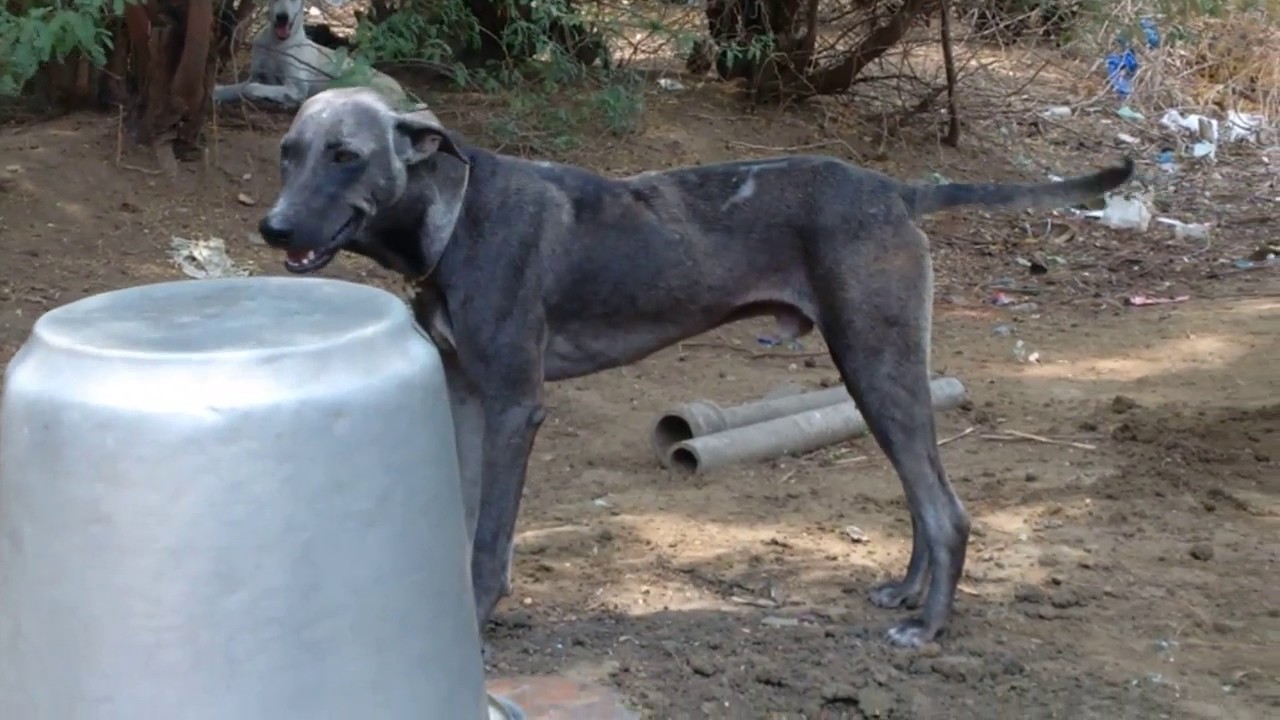 black sambal mandai dog - YouTube