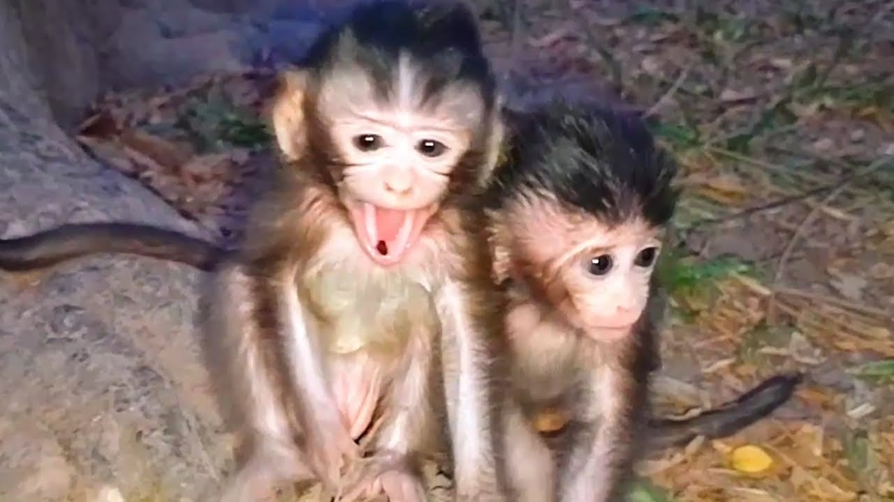 baby monkey's run playing happy. Fan Monkey - YouTube