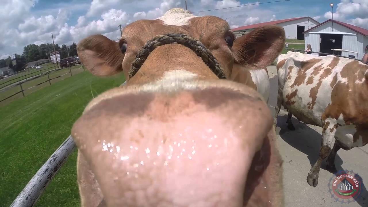 Big Butler Fair - Cow - YouTube