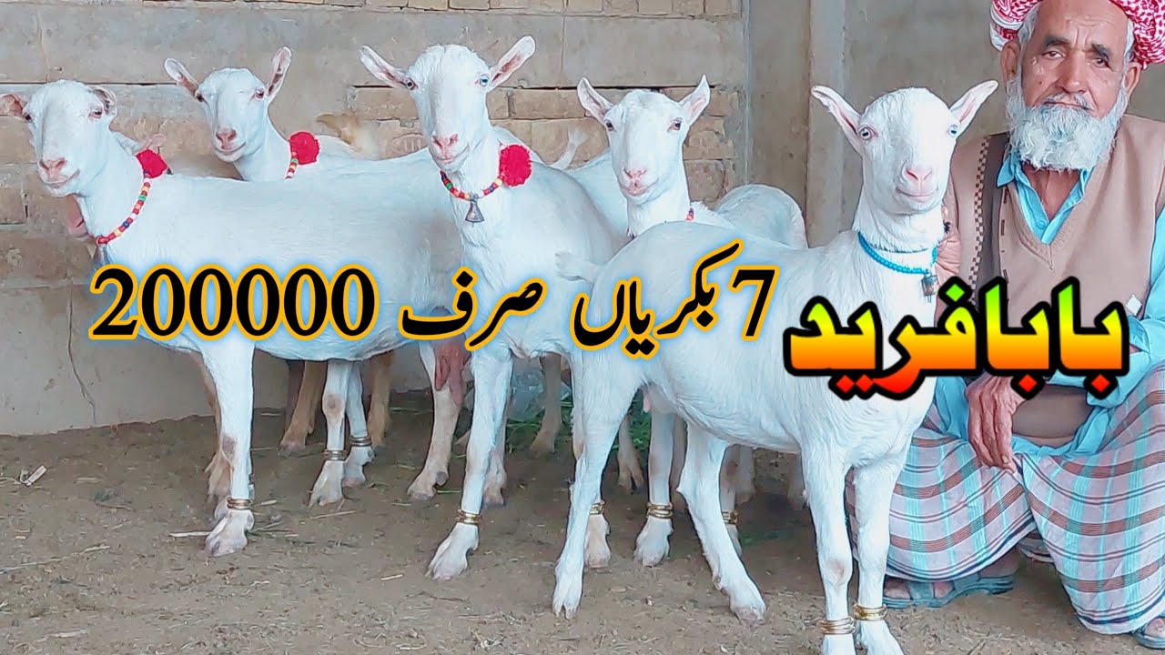 pure teddi barbri goats at umar goat farm goat farming in Pakistan goat ...