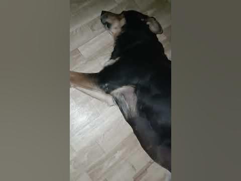 Не будите спящую собаку! Если не хотите увидеть инопланетянина!) - YouTube