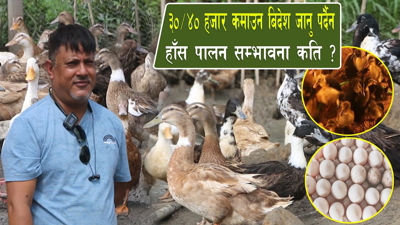 ३०/४० हजार कमाउन बिदेश जानु पर्दैन हाँस पालन गर्ने सजिलो तरिका ।#Ducks ...